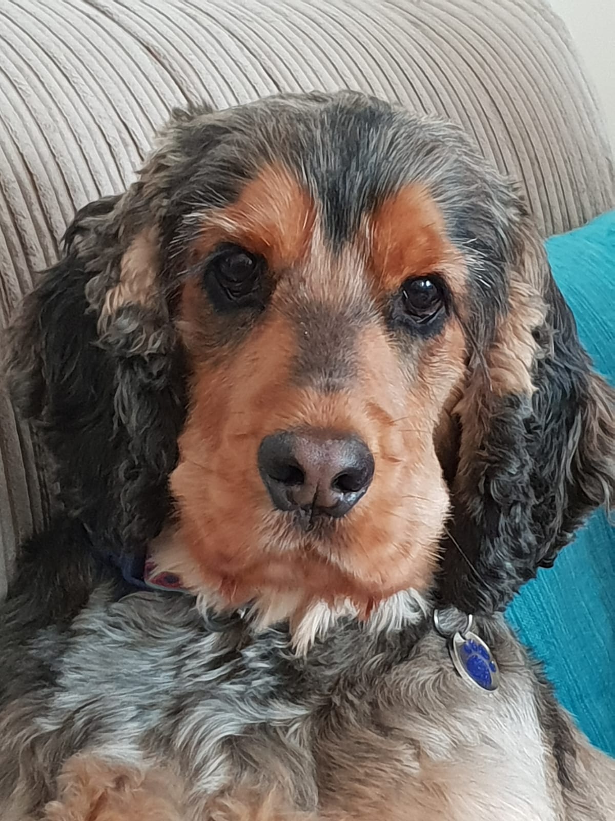 Jack's Snacks & Pet Accessories – Jack's Snacks & Pet Accessories